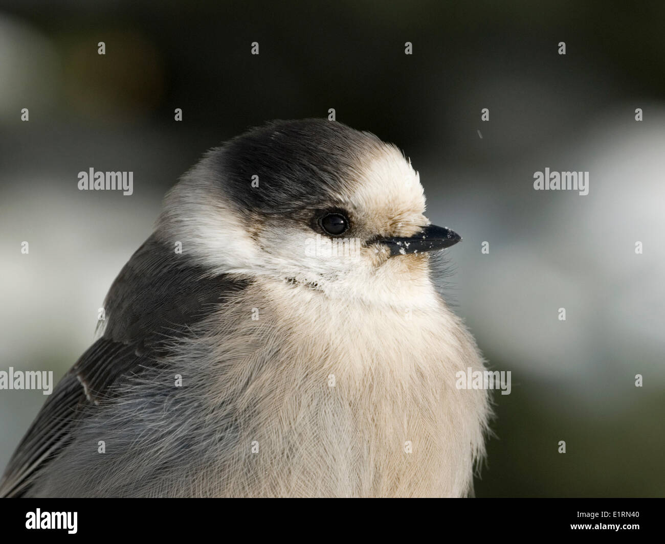 A portret of a Gray Jay Stock Photo - Alamy