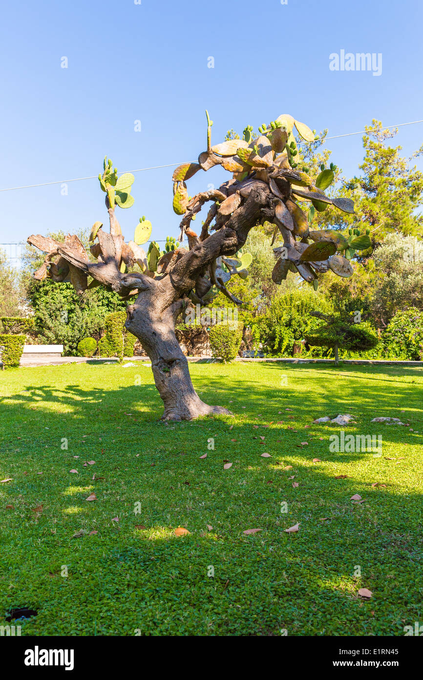 Tree on green grass and blue sky, Greece, Chania, Crete. Green nature ...