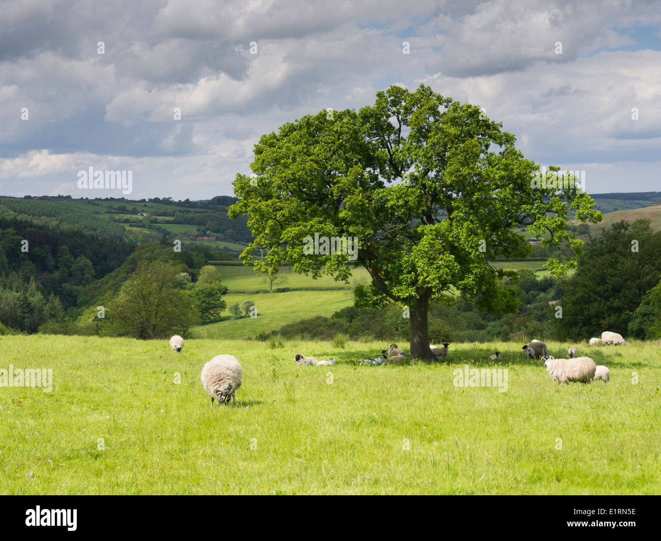 Black face faced lamb lambs hi-res stock photography and images - Alamy