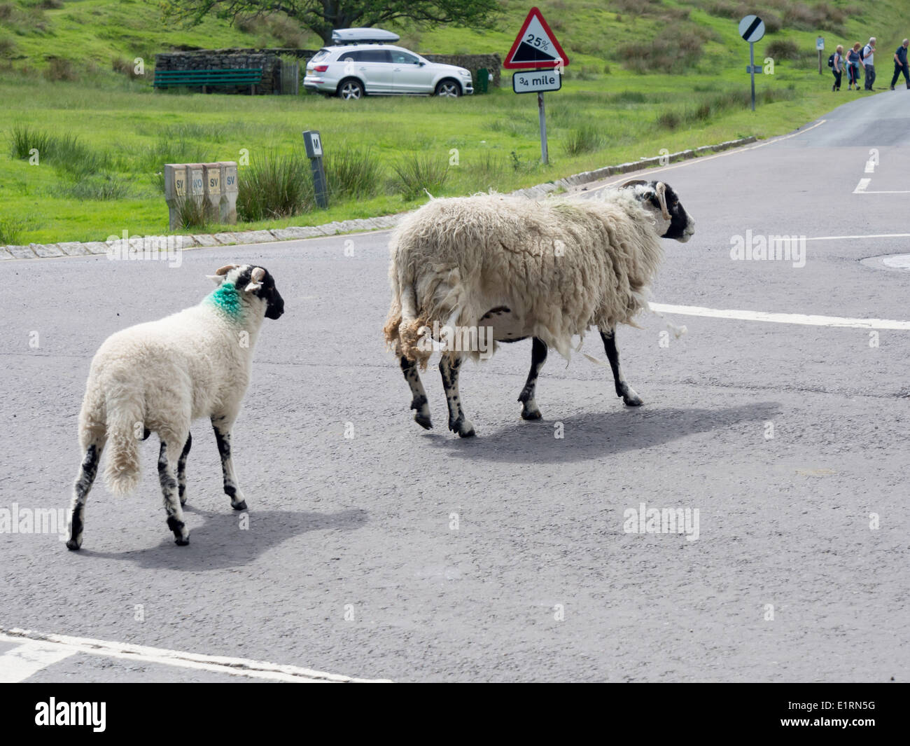 Sheep Crossing Road Uk High Resolution Stock Photography and Images - Alamy