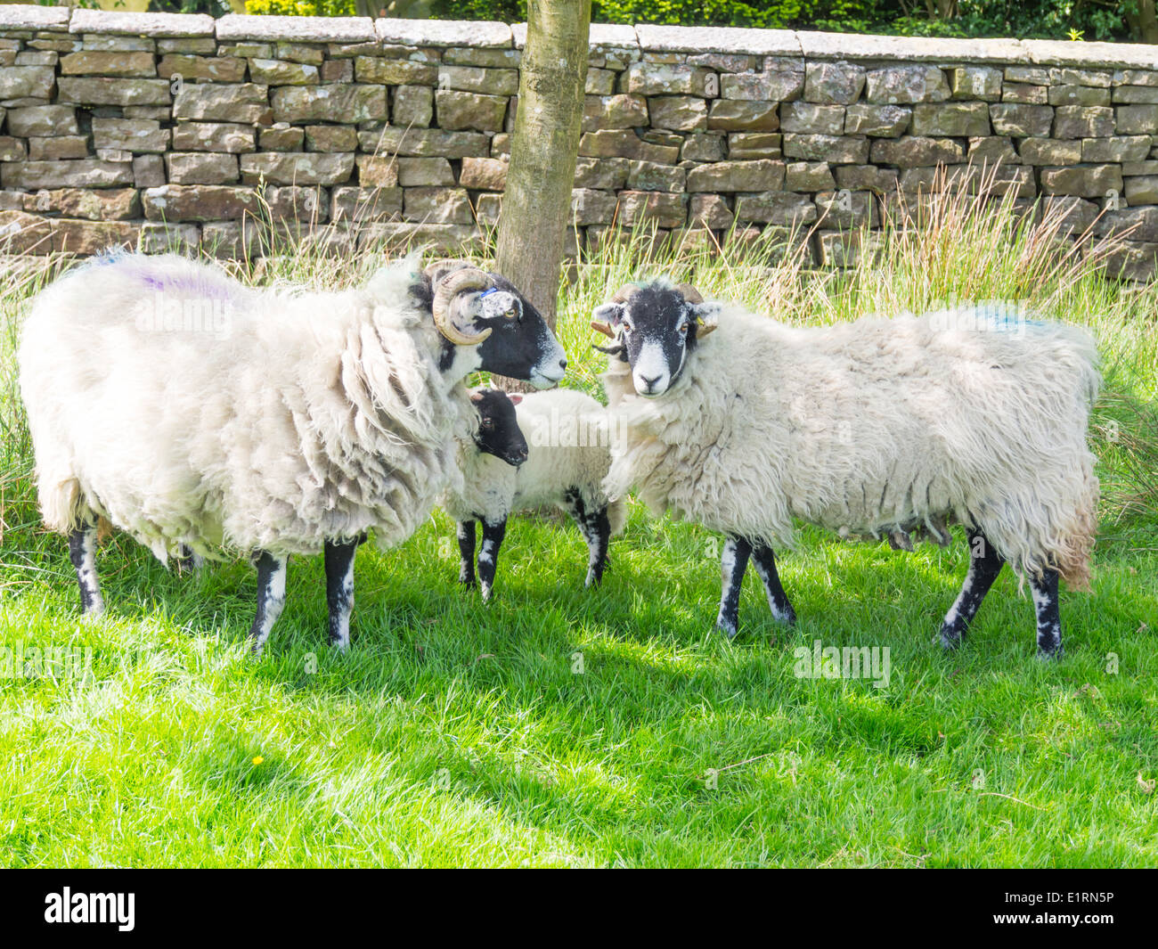 Two black faced sheep protecting a lamb by a dry stone wall on the ...