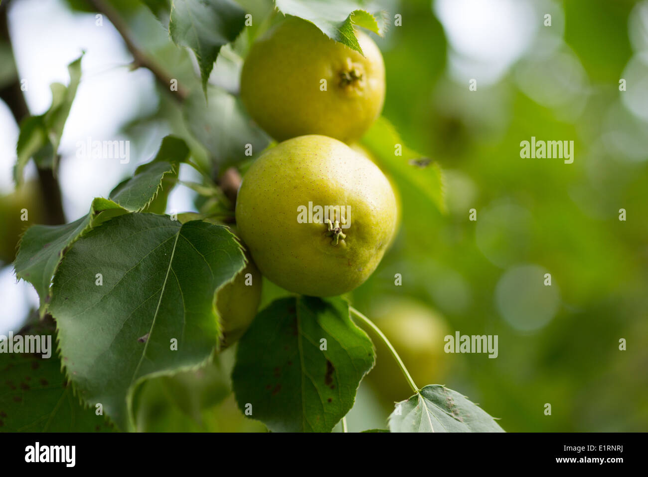 Wild pear hi-res stock photography and images - Alamy