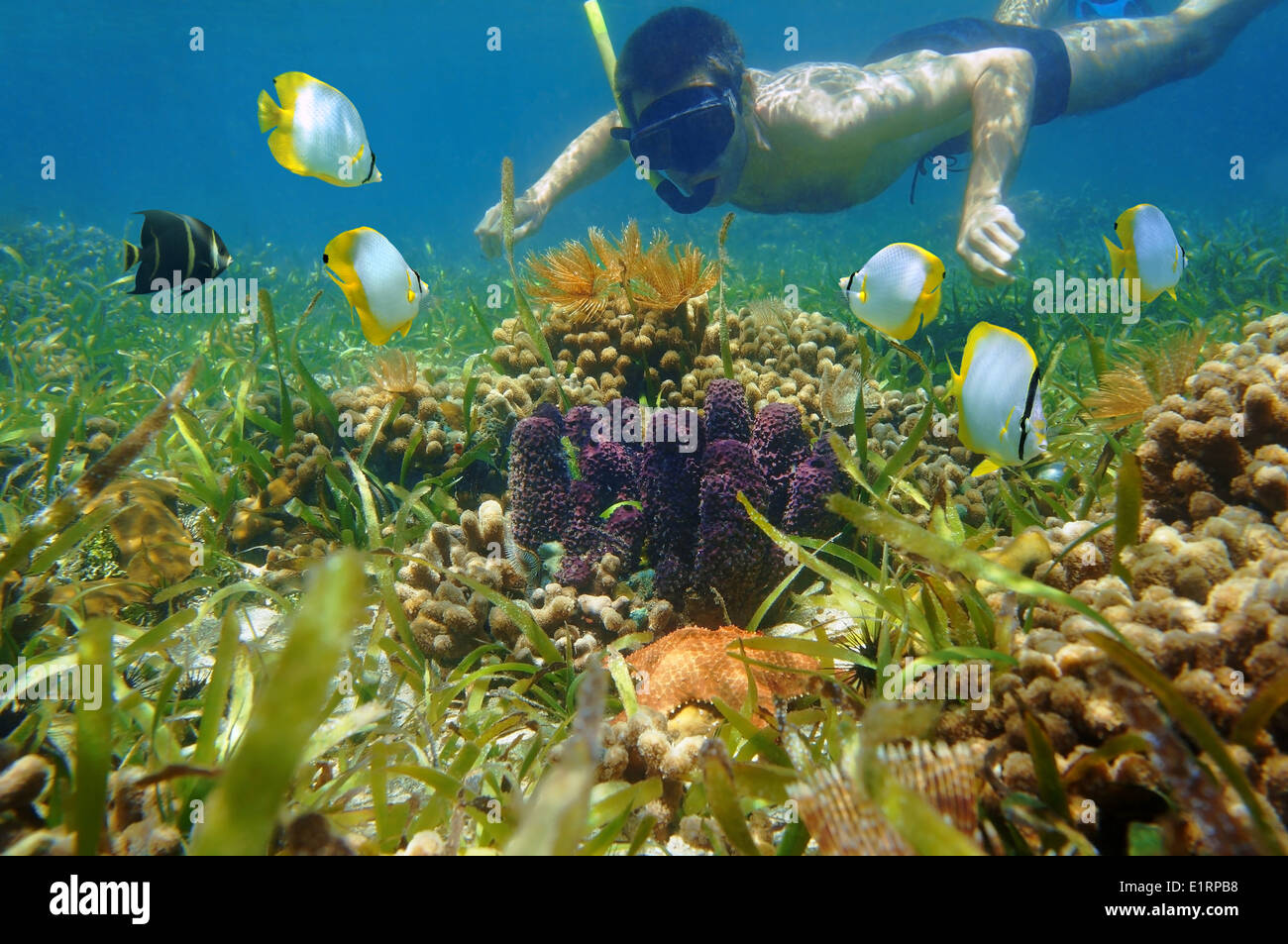 Man in snorkel underwater looking colorful sea life and tropical fish ...