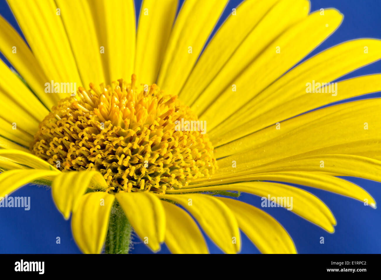 Large yellow daisy on blue background Stock Photo - Alamy