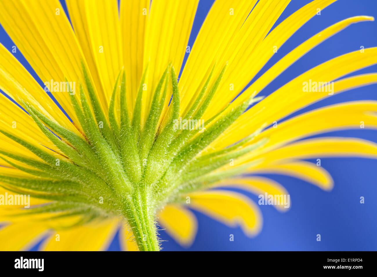 Underside daisy flower hi-res stock photography and images - Alamy