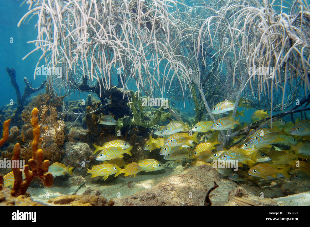 Florida reef fish hi-res stock photography and images - Alamy