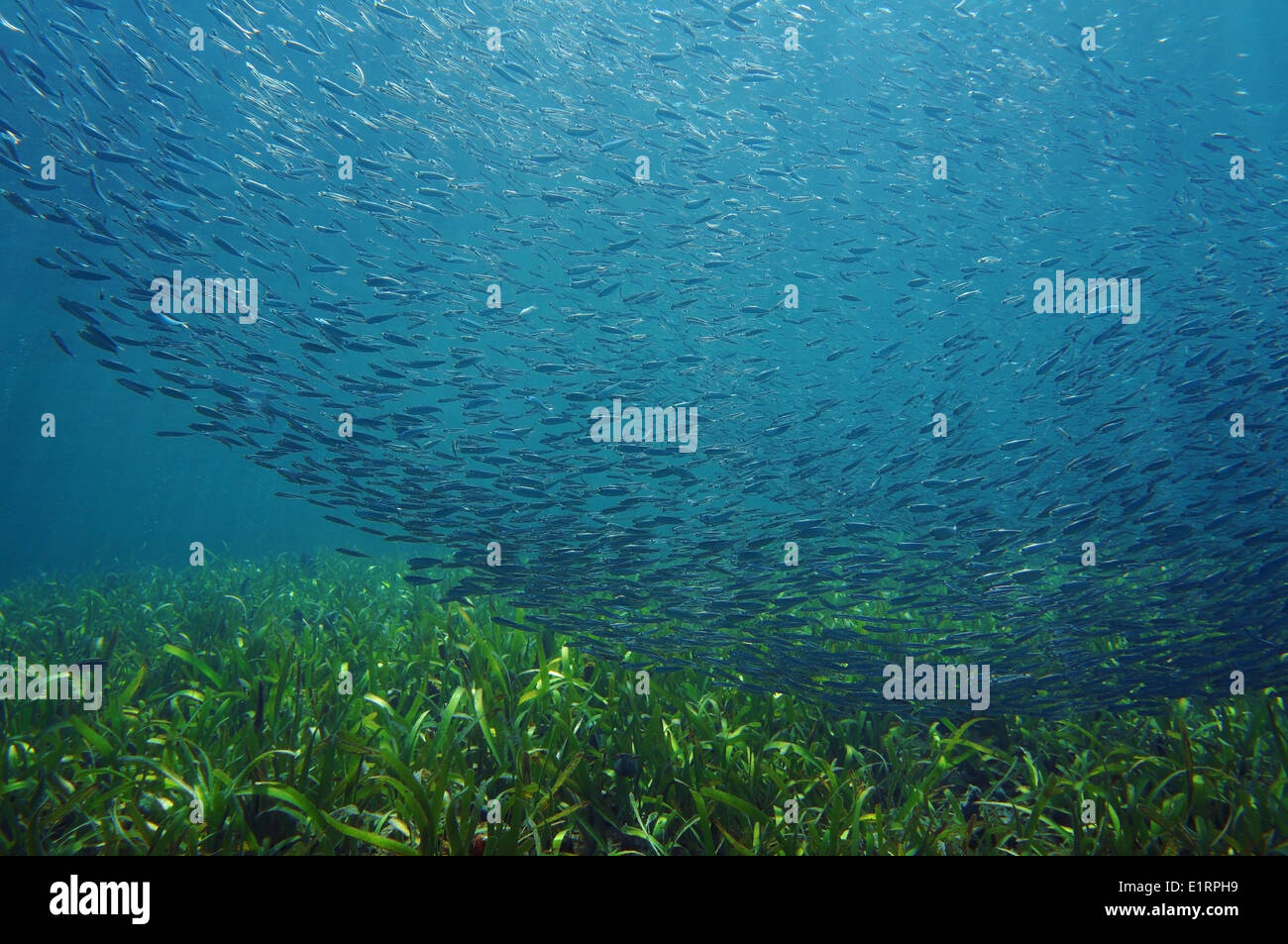 Shoal over hi-res stock photography and images - Alamy