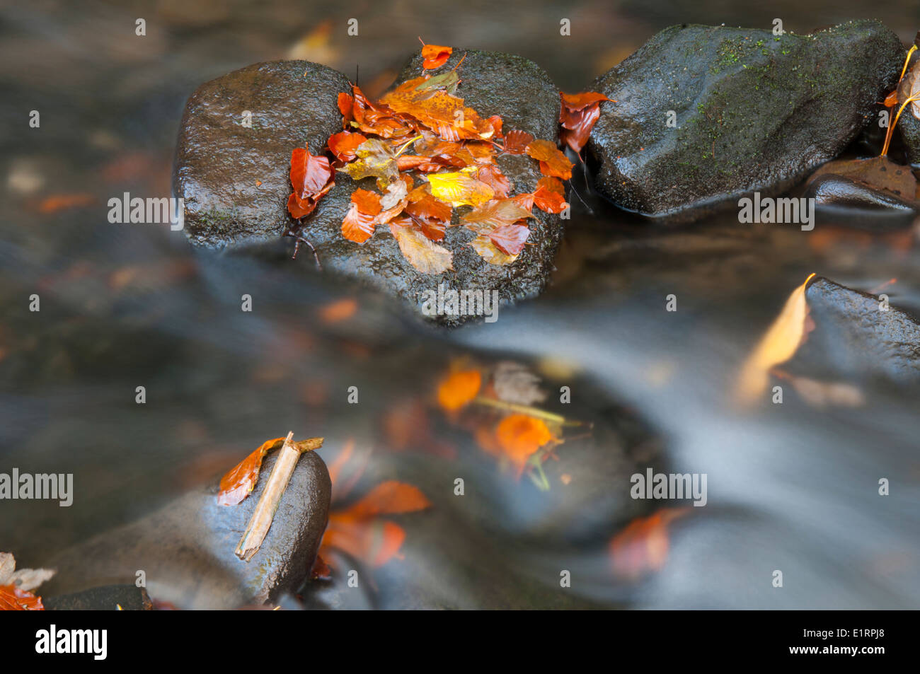 Autumn at Lumsdale Falls, near Matlock in the Peak District Derbyshire ...