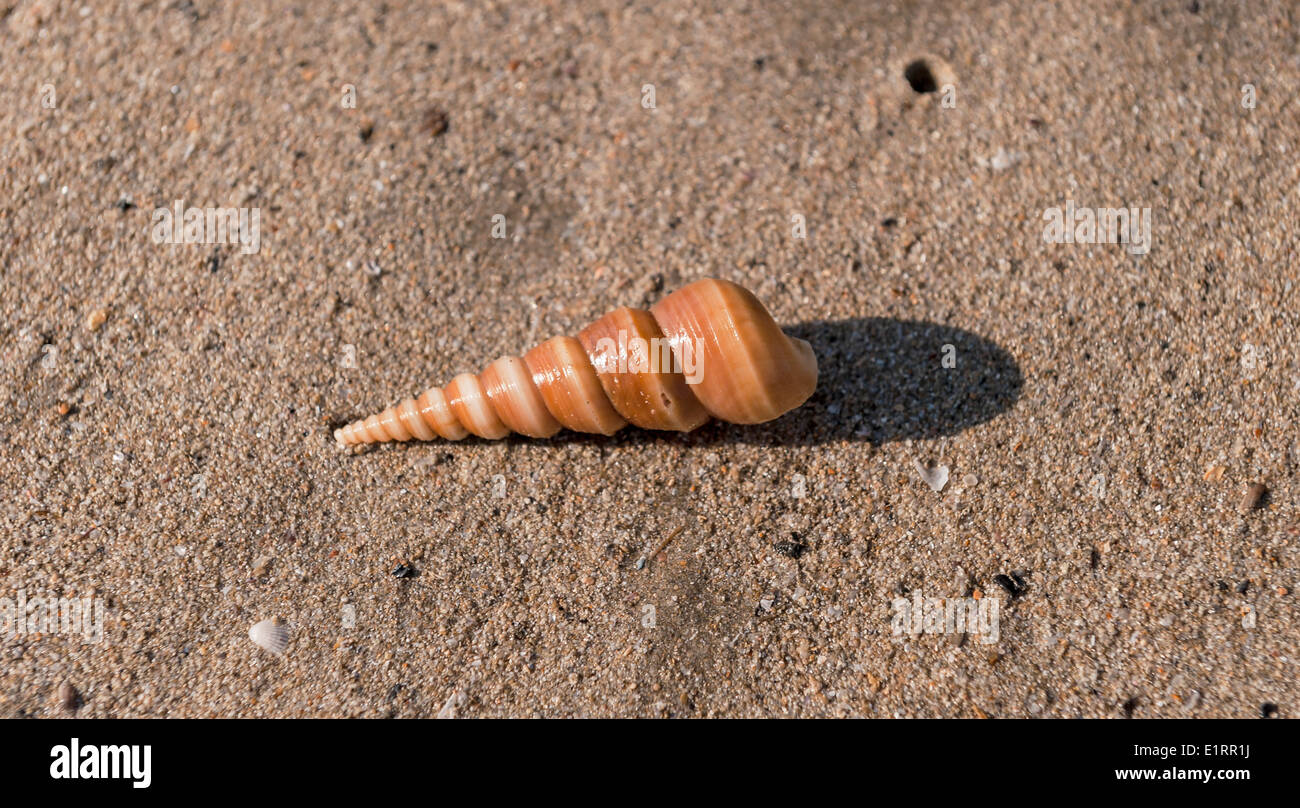 Auger shells hi-res stock photography and images - Alamy