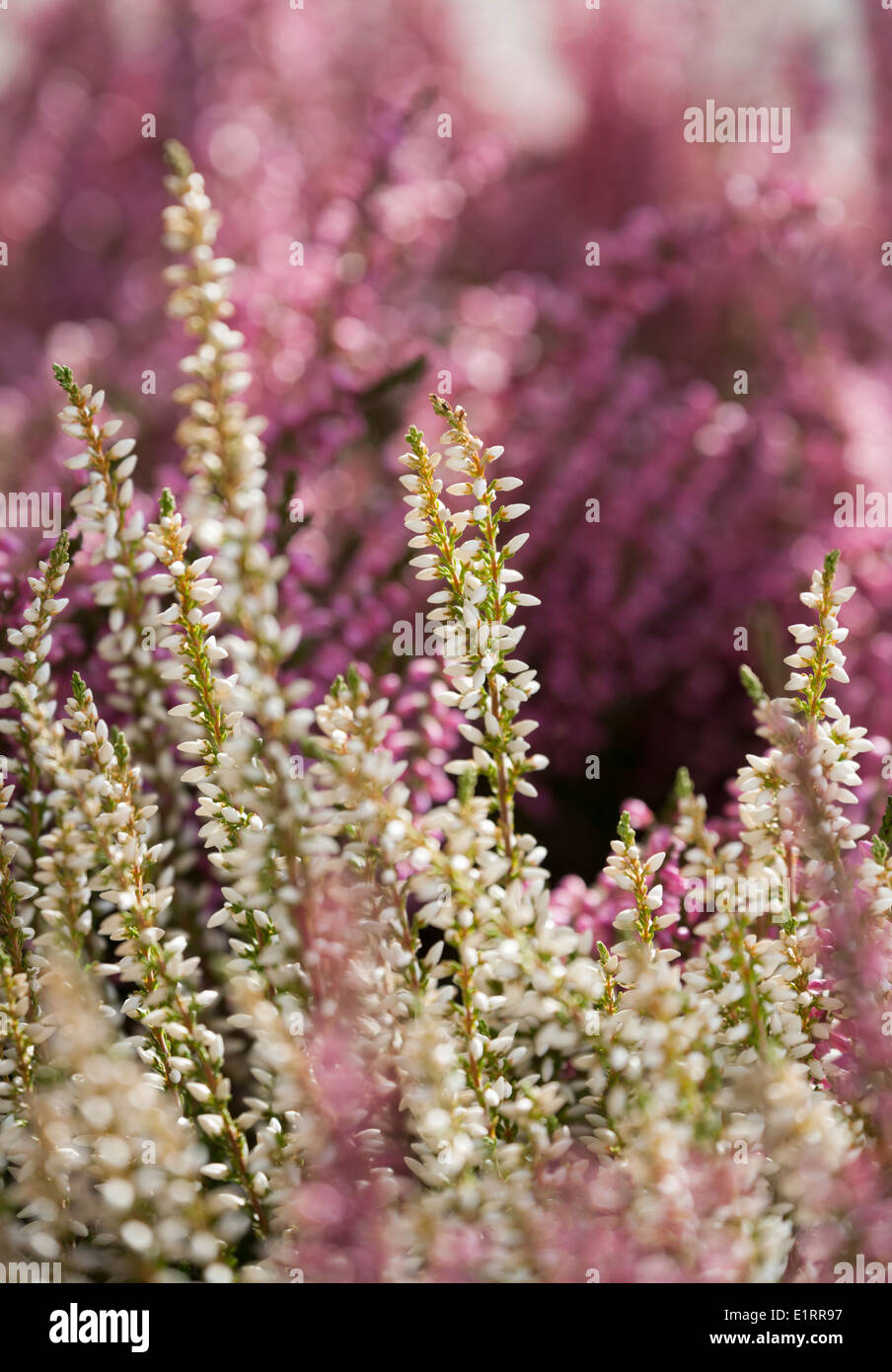 Fall heather calluna vulgaris hi-res stock photography and images - Alamy