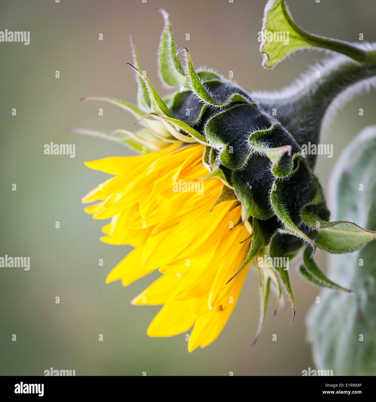 Common sunflower helianthus annuus inflorescence hi-res stock ...