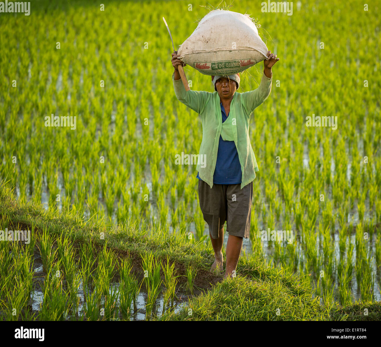 Woman carrying rice in a rice field, Ubud region, Bali, Indonesia Stock ...