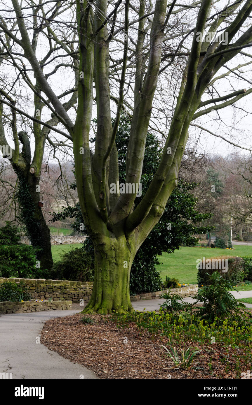 Tree trees park woods hi-res stock photography and images - Alamy