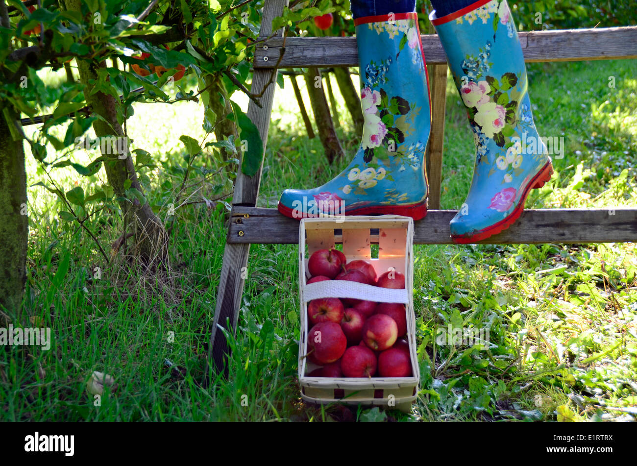 Ladder harvesting apples hi-res stock photography and images - Alamy