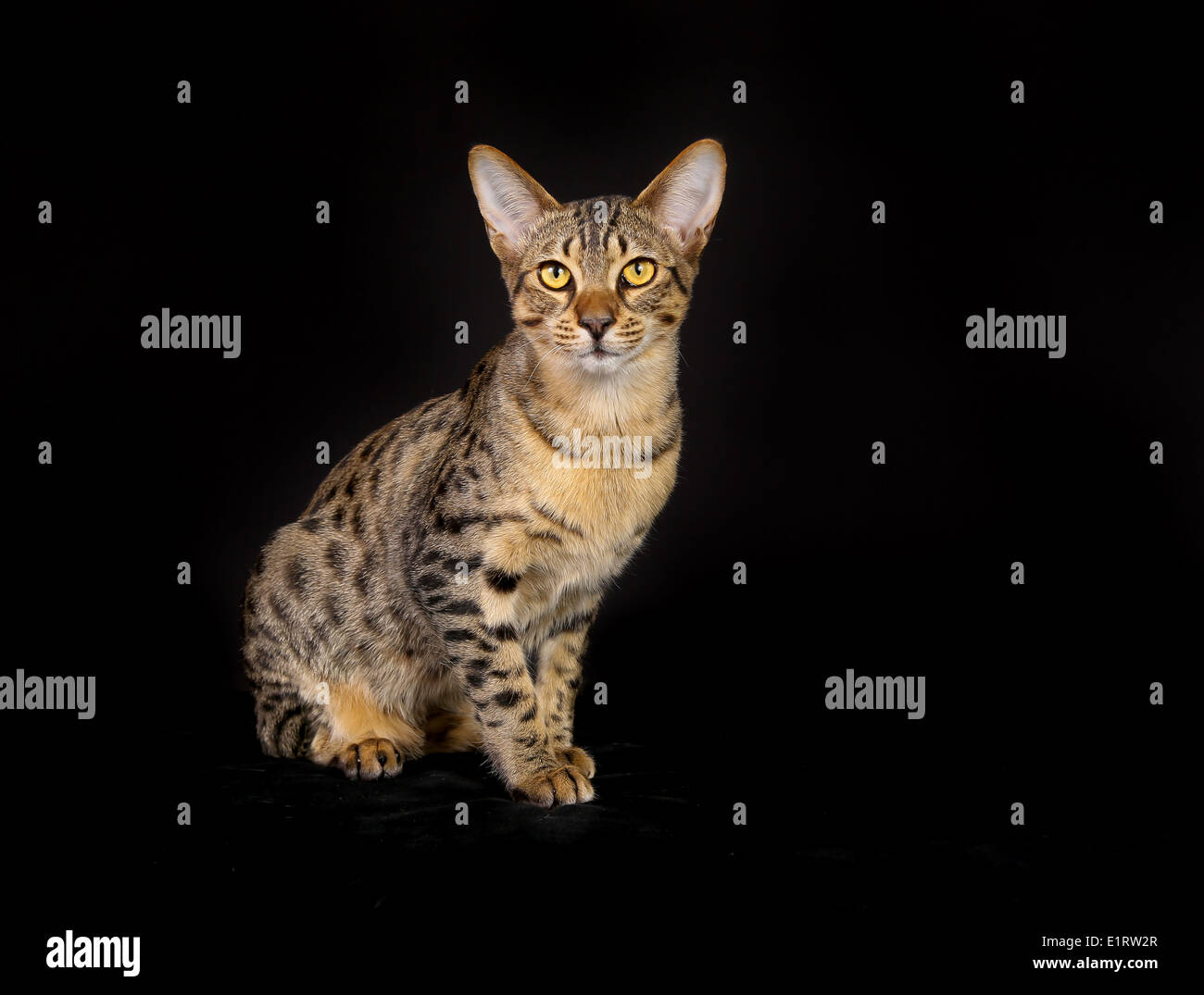 Shot of purebred domestic cat on black background Stock Photo - Alamy
