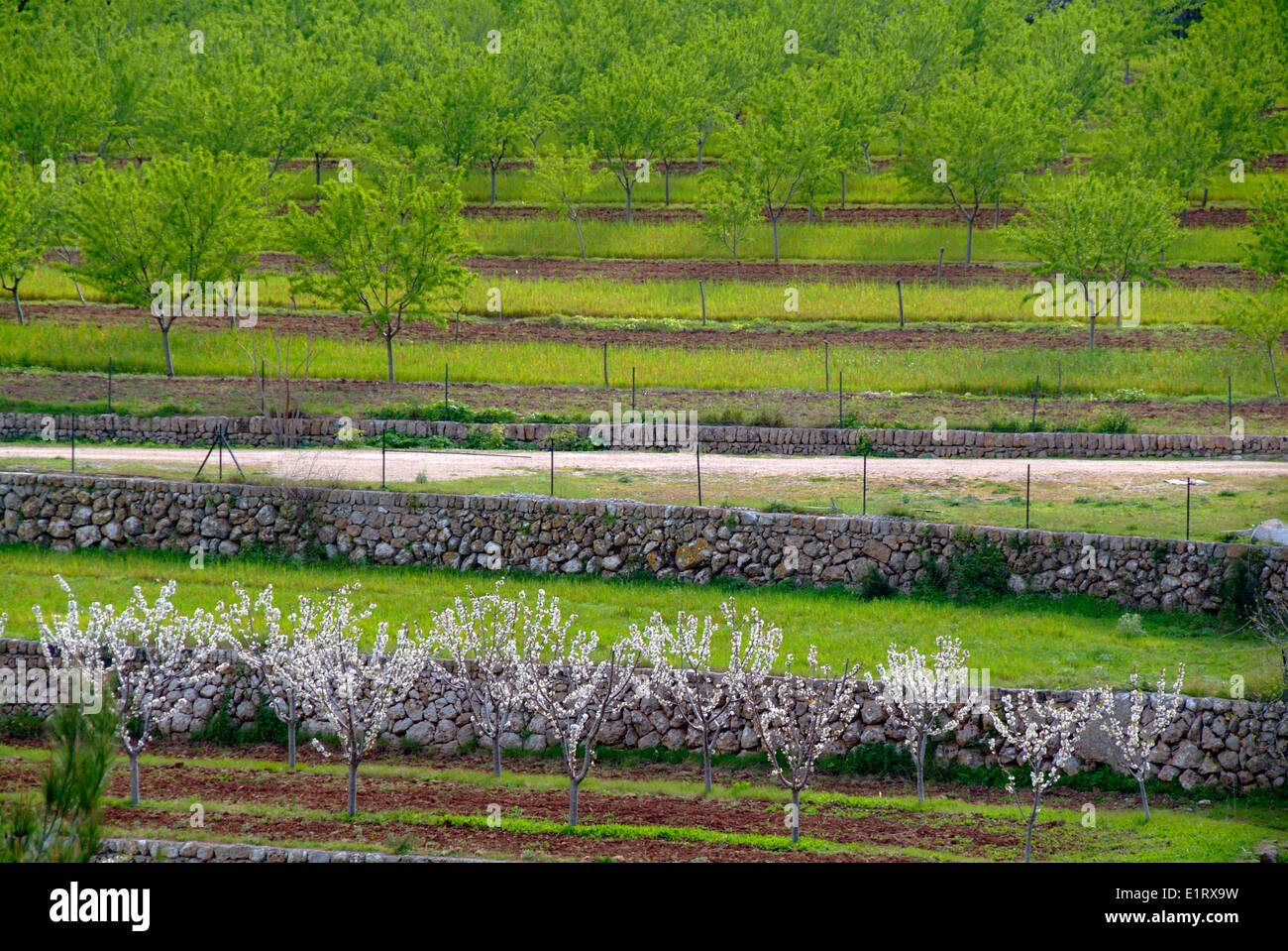Idyllic almond plantation on terraces Stock Photo - Alamy