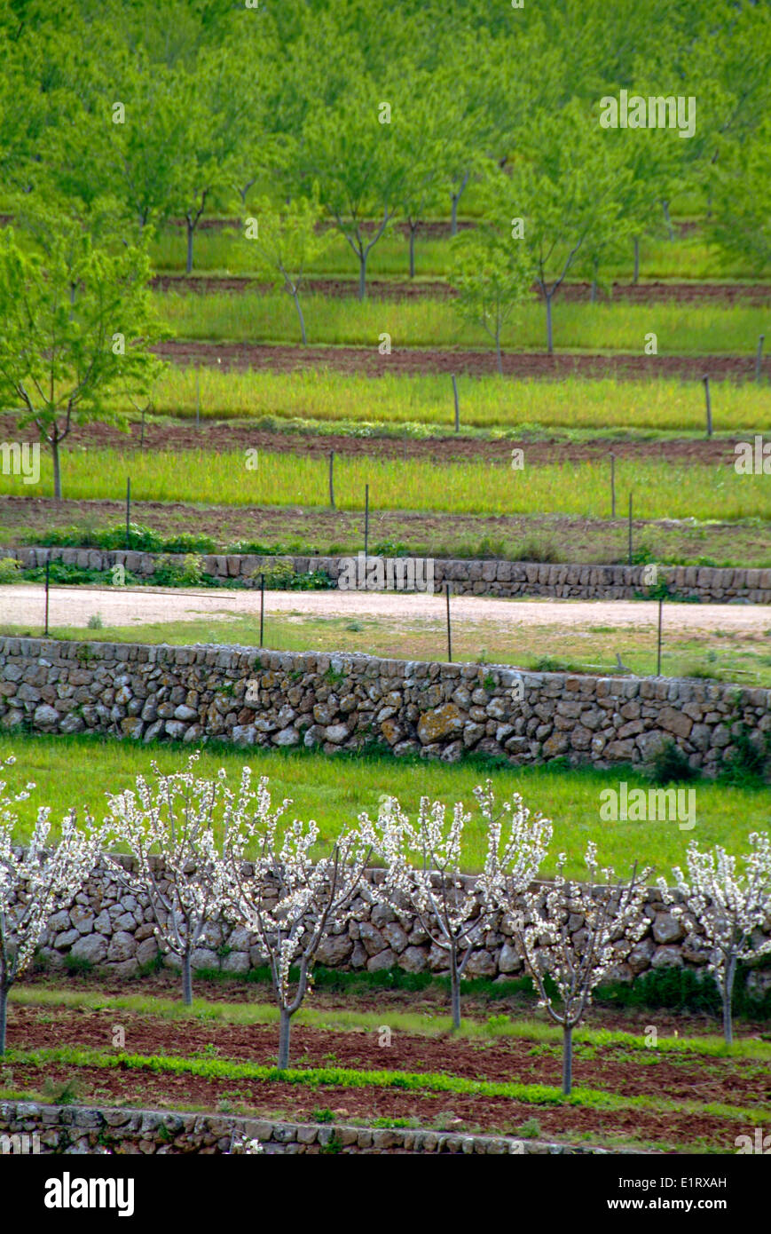 Almond plantation spain hi-res stock photography and images - Alamy