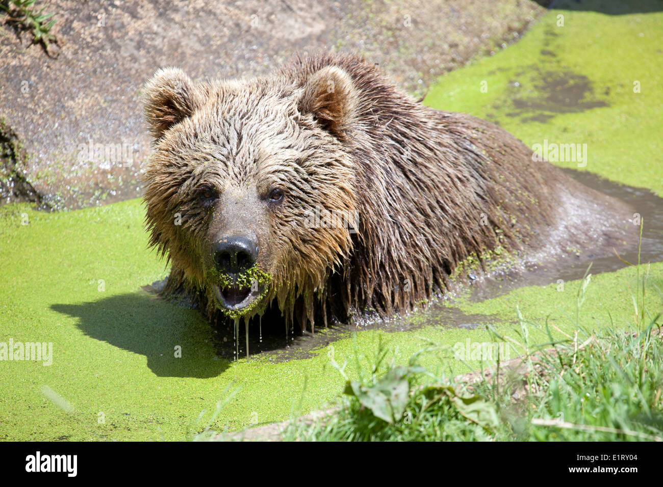 A Eurasian Brown Bear sitting in an algae filled swamp Stock Photo - Alamy