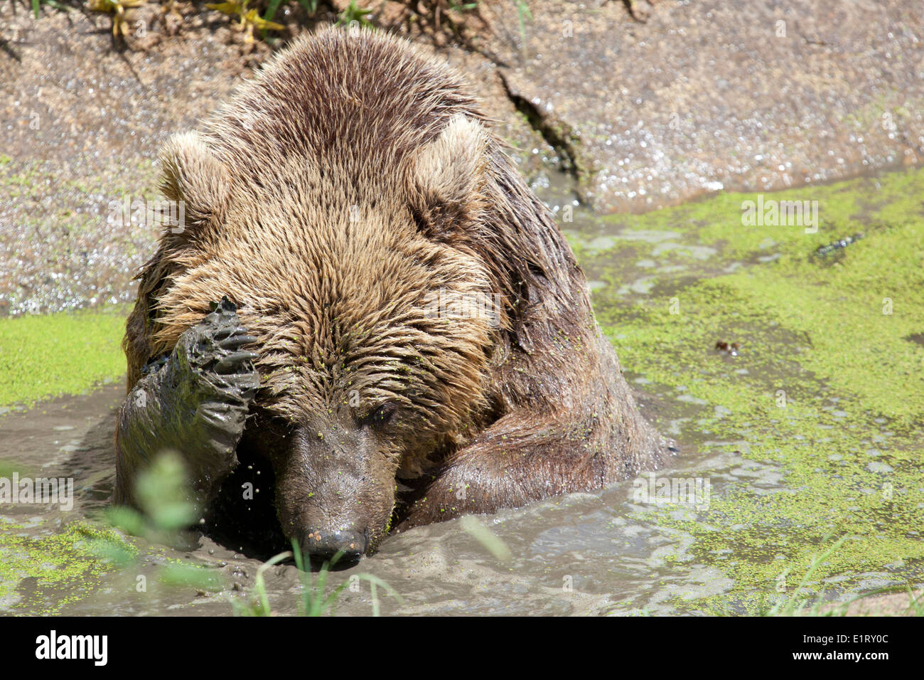 A Eurasian Brown Bear sitting in an algae filled swamp Stock Photo - Alamy