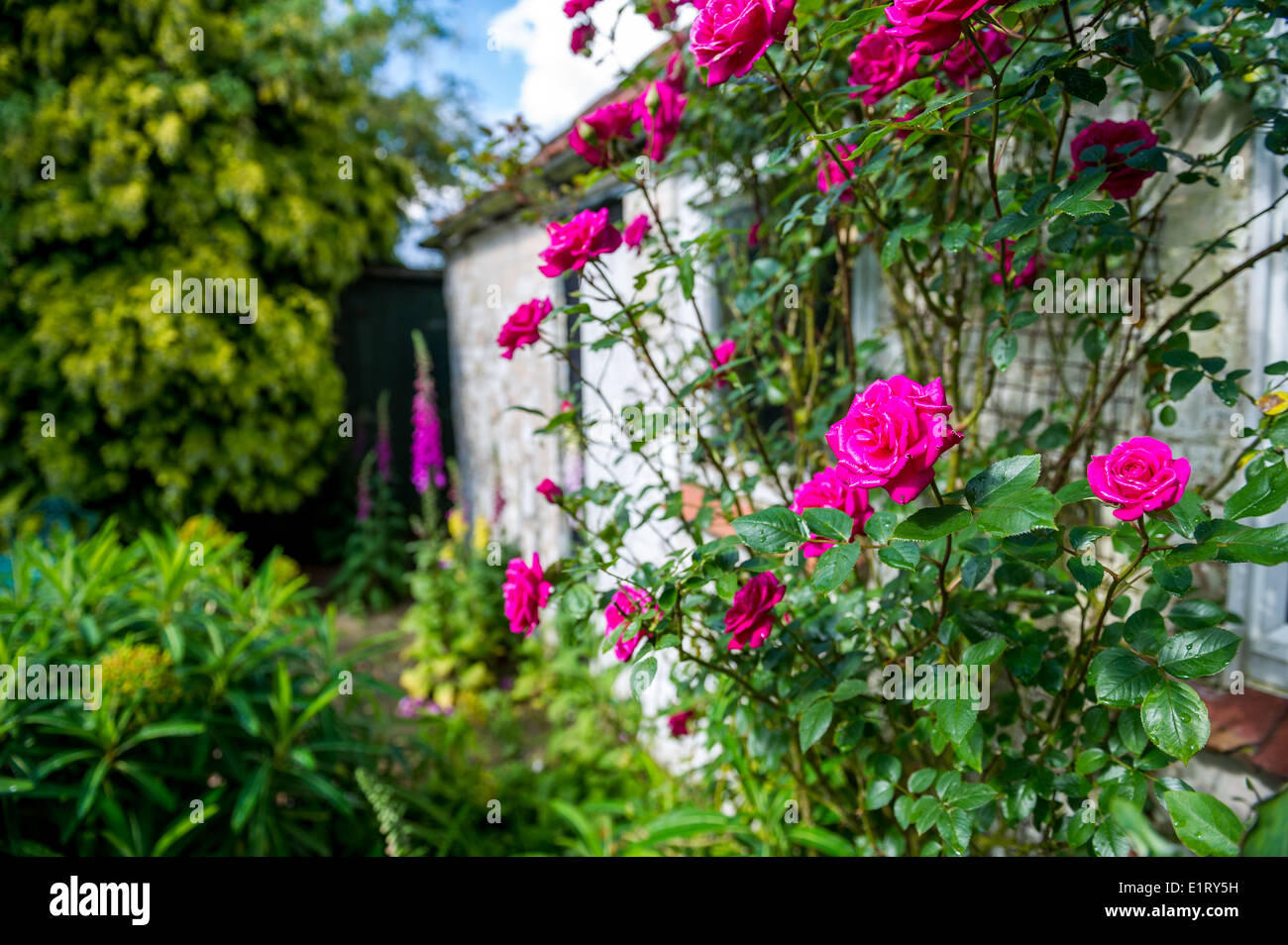 Red climbing roses hi-res stock photography and images - Alamy