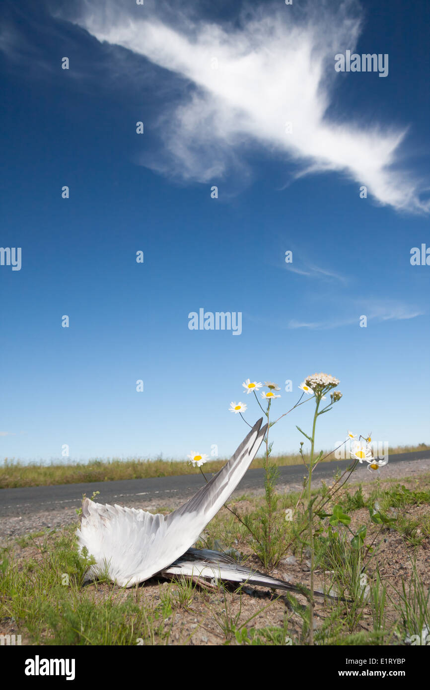 Funeral bird hi-res stock photography and images - Alamy
