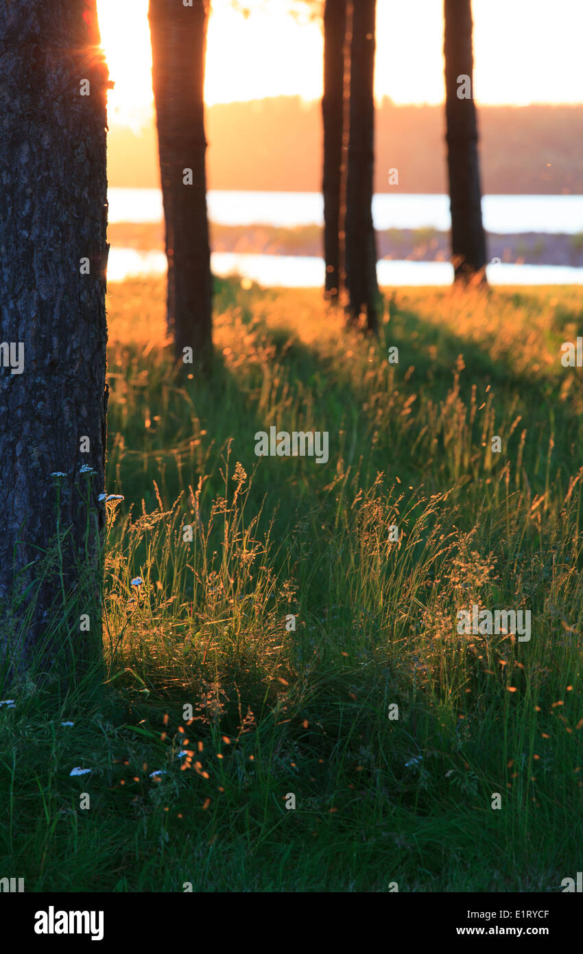 Sunset and trees at meadow Stock Photo - Alamy
