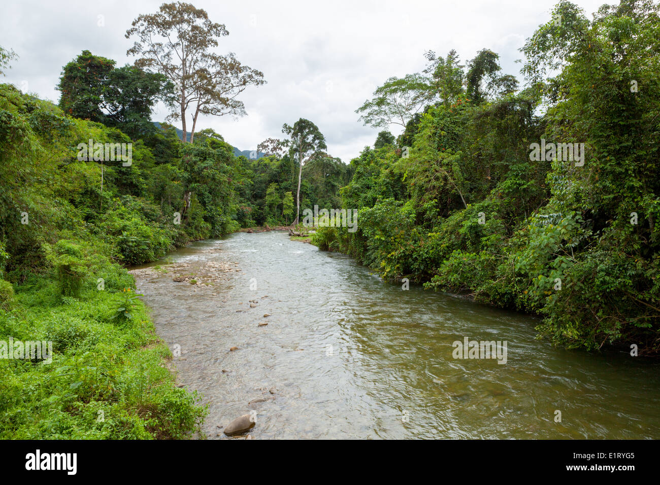 Jungle river in borneo Stock Photo - Alamy