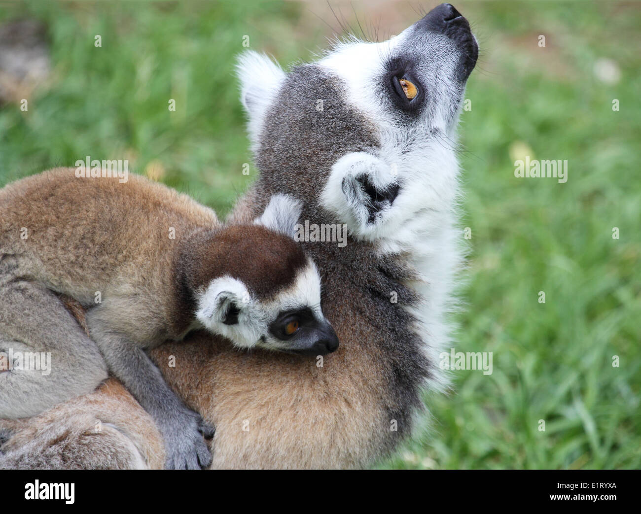 A mother ring-tailed lemur (Lemur Catta) carrying a baby on the back ...