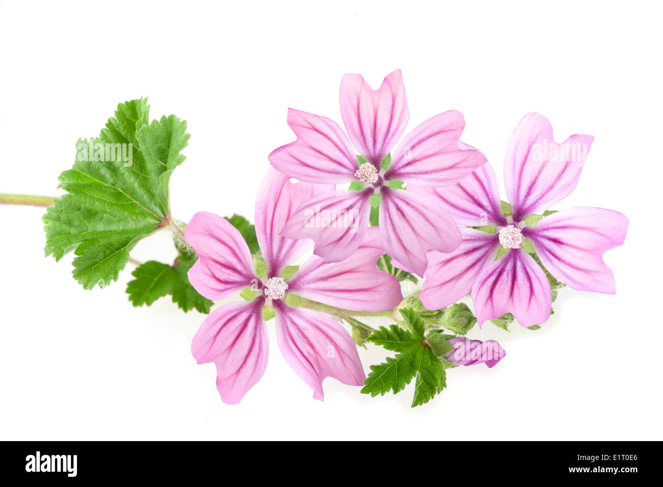 mallow flowers and leaves isolated on white background Stock Photo - Alamy