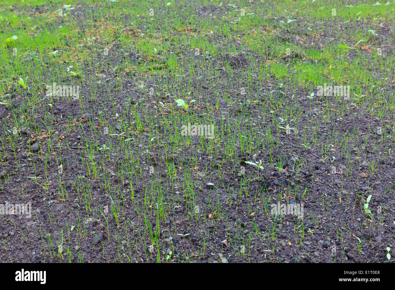 New grass growing Stock Photo - Alamy