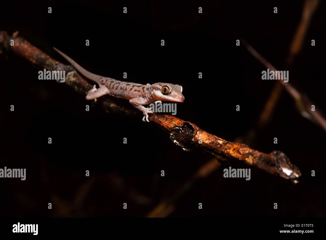 Gecko on a branch at night Stock Photo - Alamy