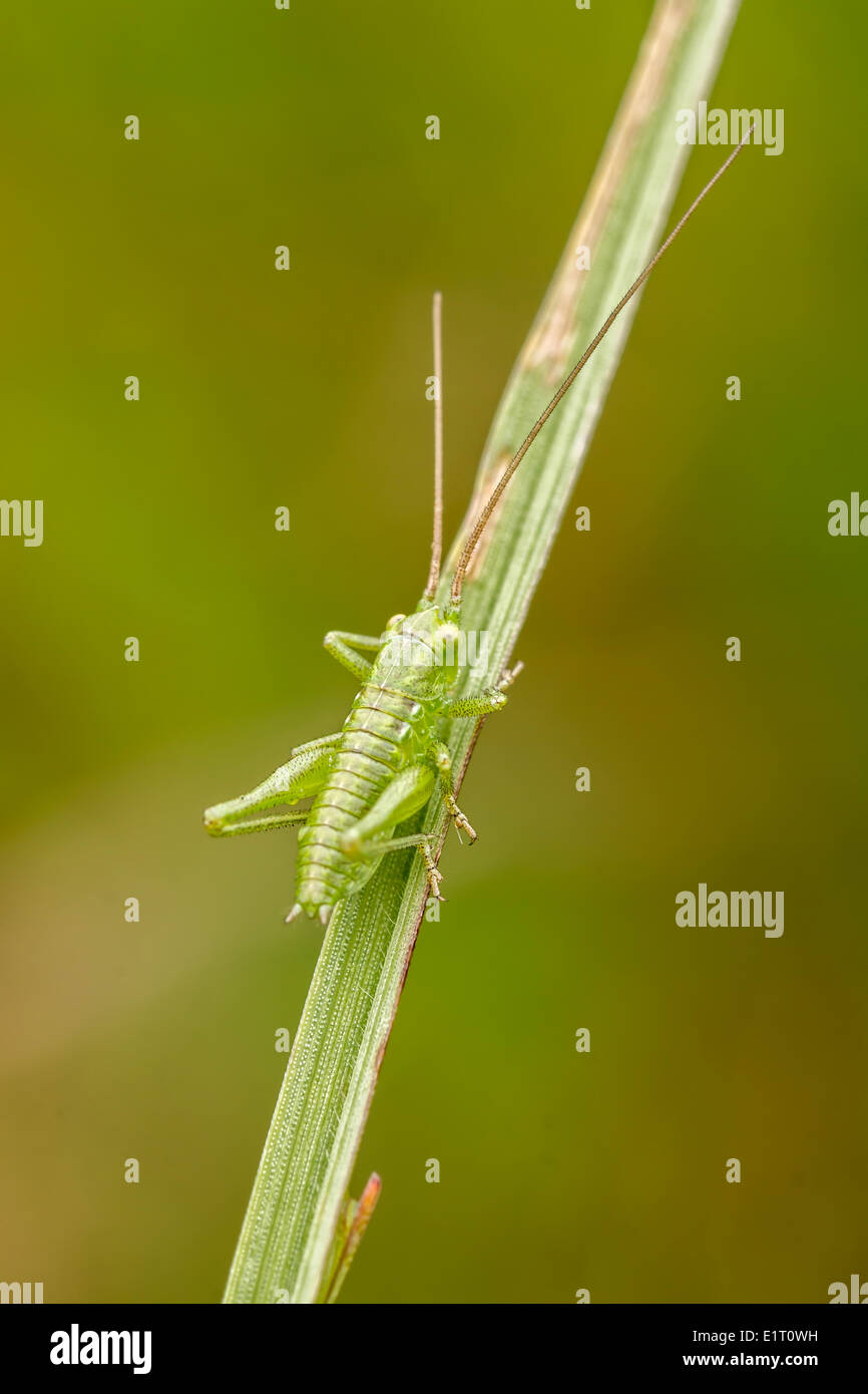 Small green grasshopper on the grass Stock Photo - Alamy