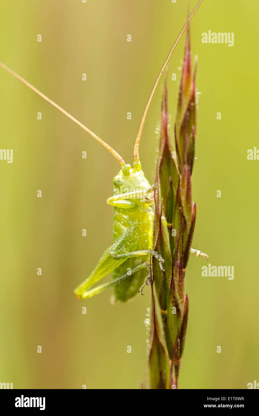 Small green grasshopper on the grass Stock Photo - Alamy