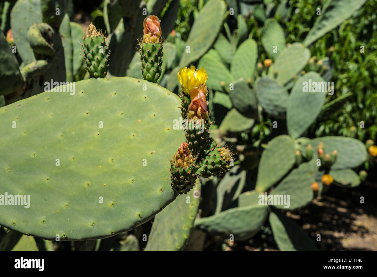 cactus with spring flowers in Napa Valley Stock Photo - Alamy