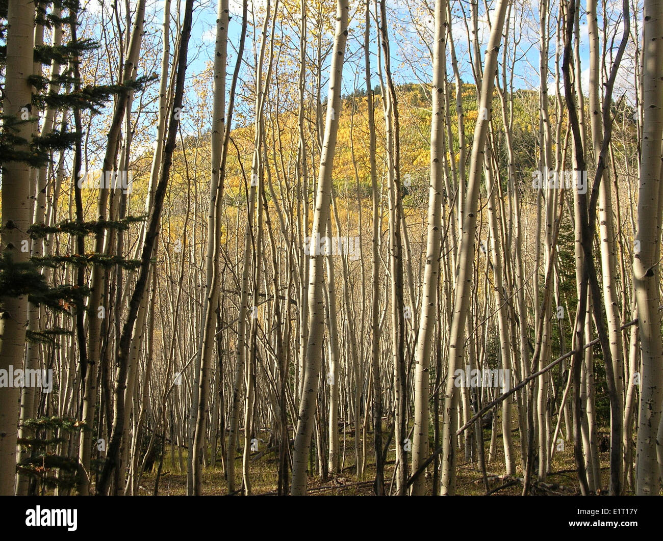 Aspen trees are abundant on Escudilla Mountain, contributing to the ...