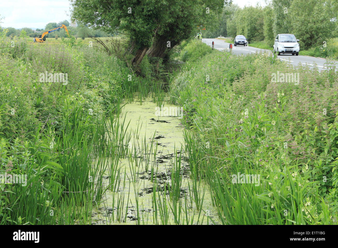 Somerset roadside rhyne ditch full of summer overgrown vegetation along ...