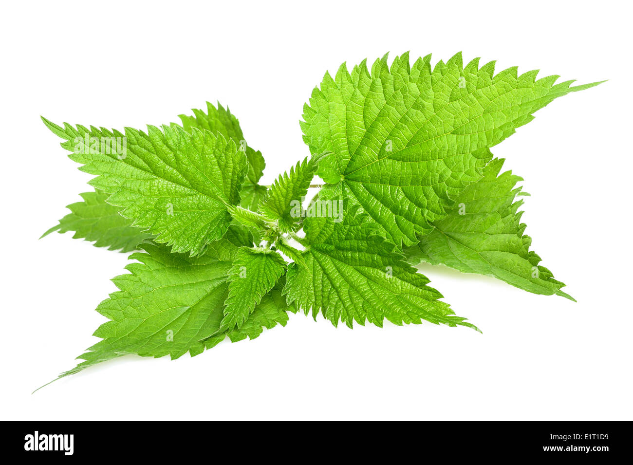 Stinging nettle isolated on white background Stock Photo - Alamy