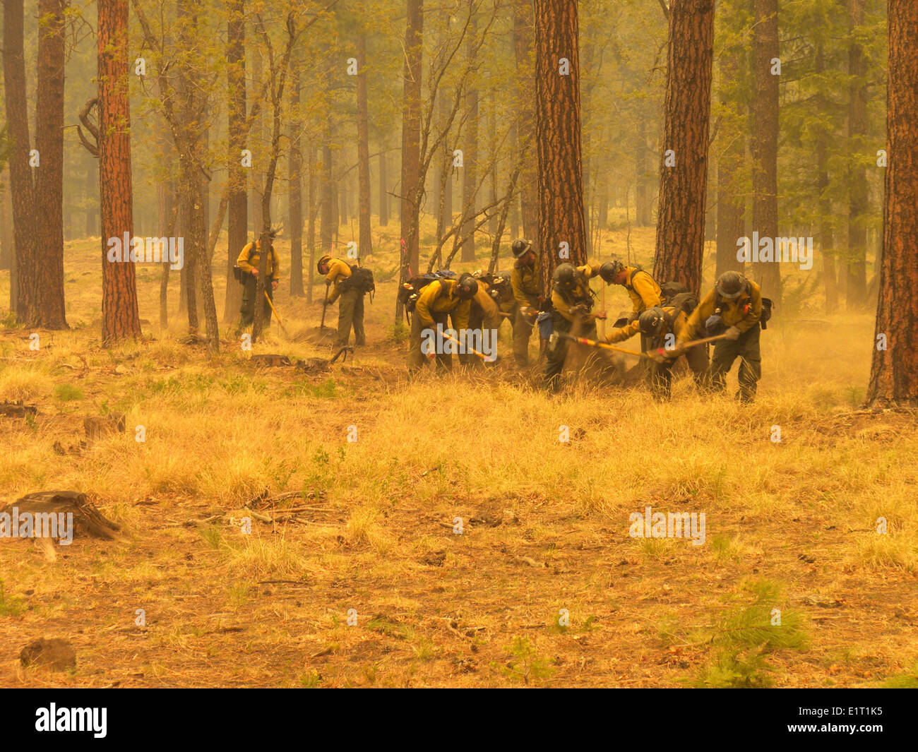 Image captures aftermath forest hi-res stock photography and images - Alamy