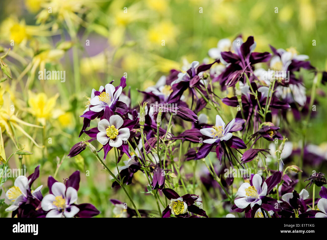Purple aquilegia head hi-res stock photography and images - Alamy