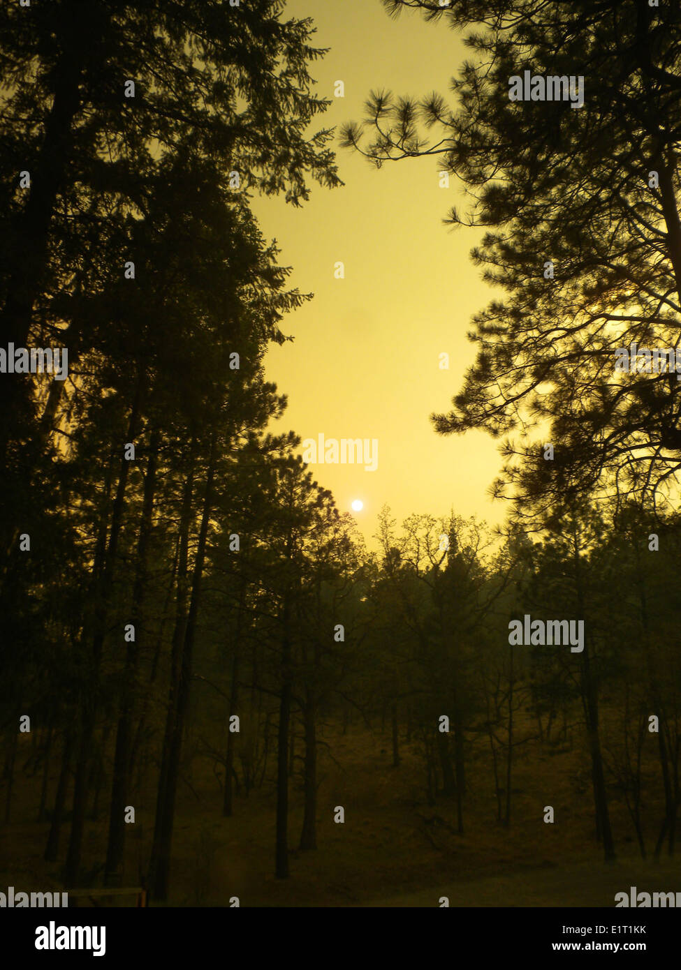 This image captures the aftermath of the 2011 Wallow Fire in Apache ...