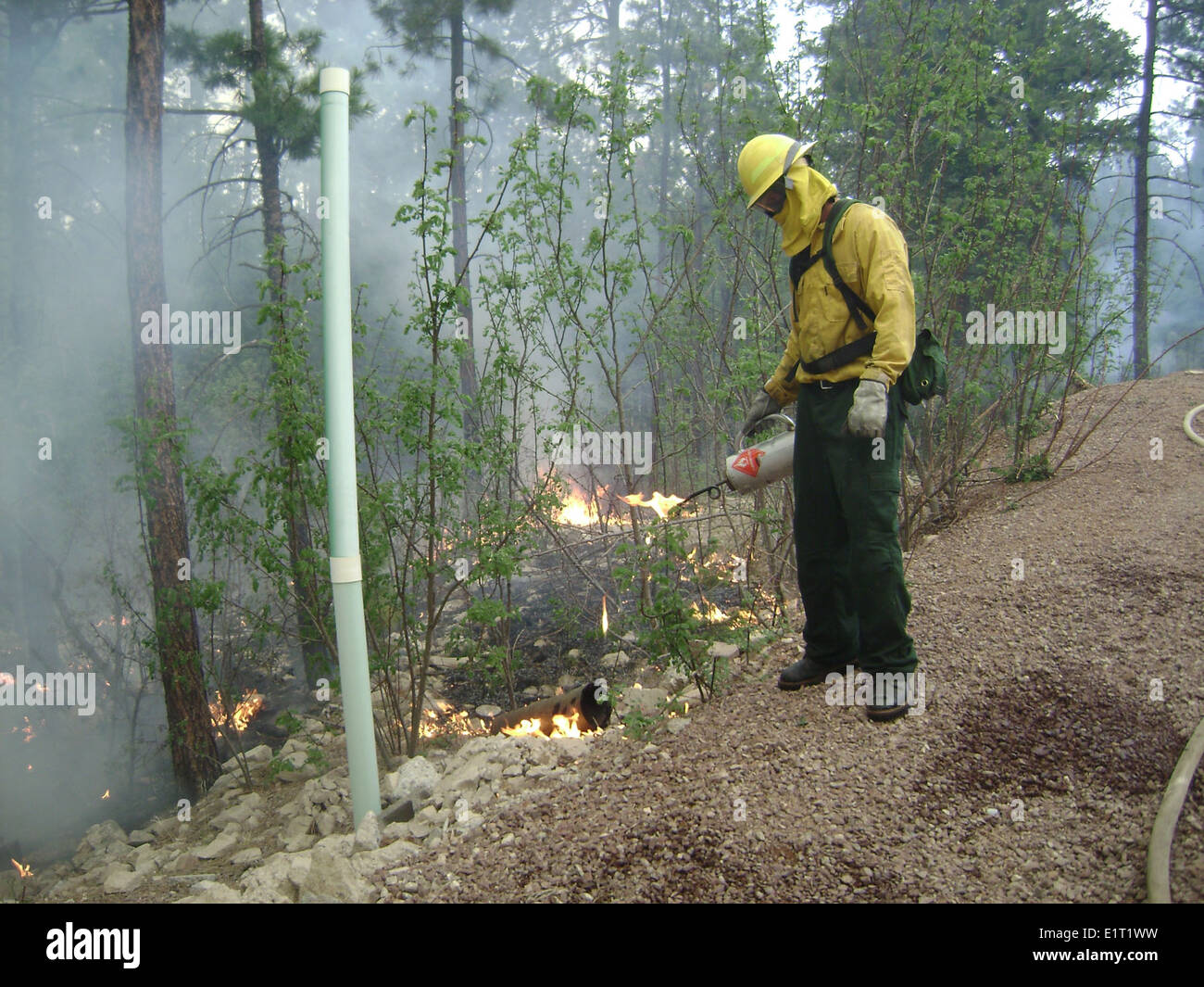 A view of the aftermath of the Wallow Fire in 2011, taken along Highway ...