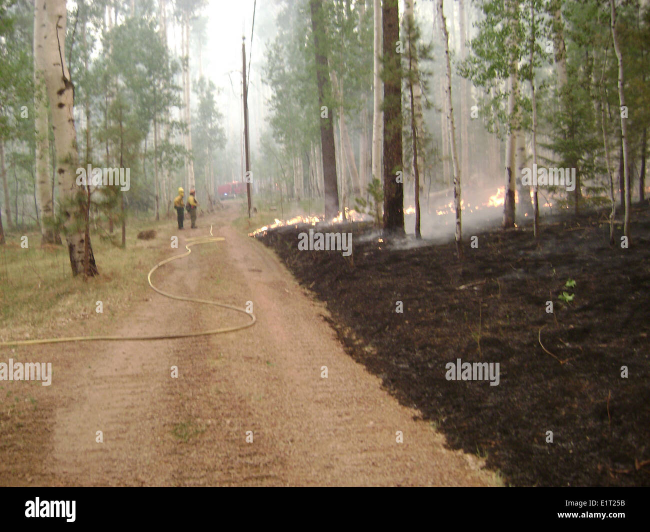 The Wallow Fire, which affected parts of the Apache-Sitgreaves National ...