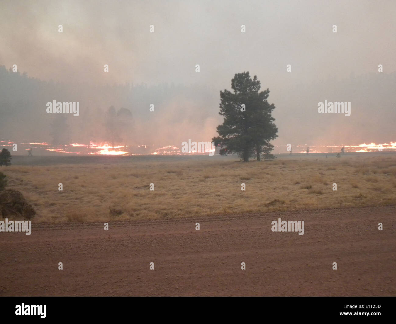 Image captures aftermath forest hi-res stock photography and images - Alamy