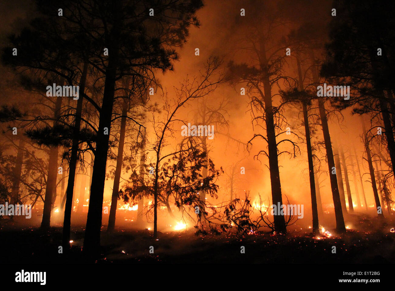 This image, taken in Apache Sitgreaves National Forest, shows the ...