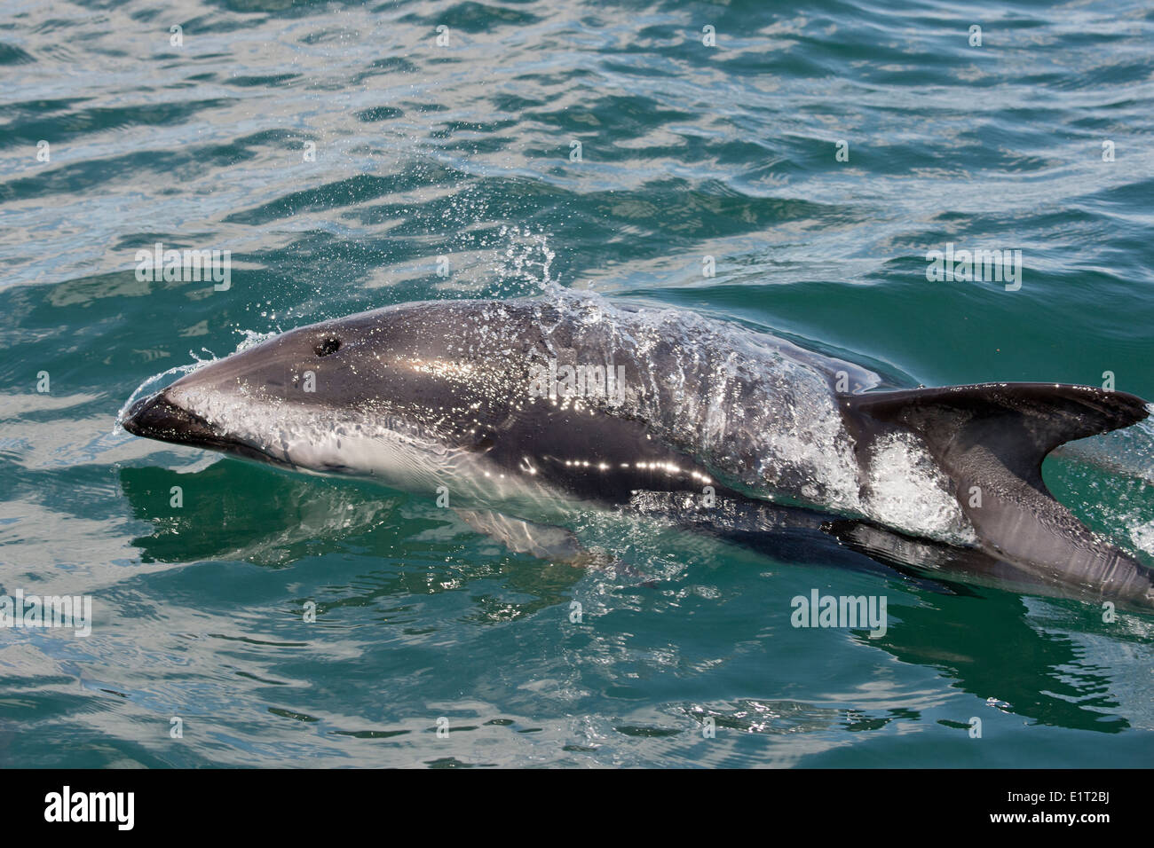 African Dusky dolphin (Lagenorhynchus obscurus obscurus), surfacing ...