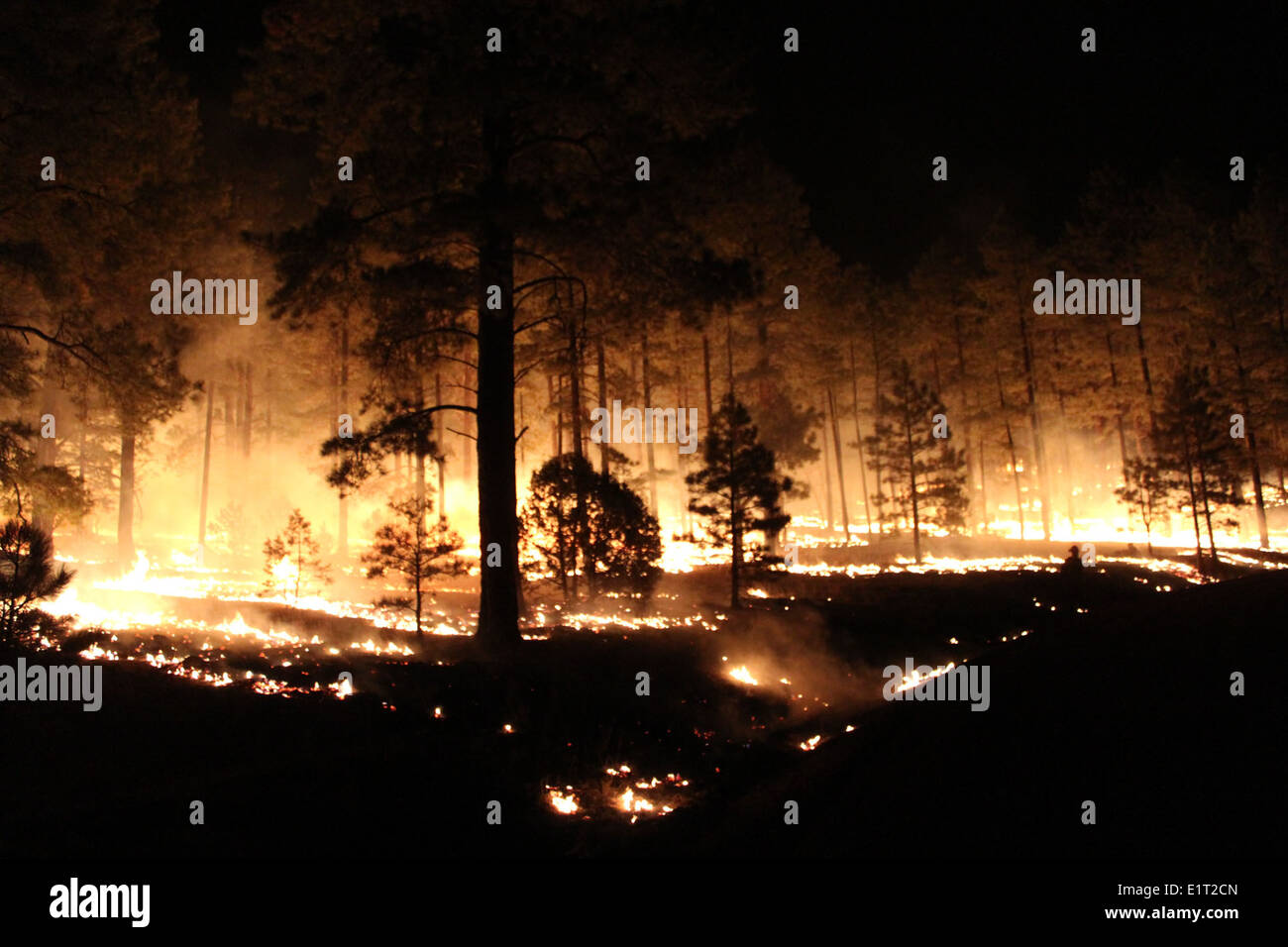 A photograph of the aftermath of the Wallow Fire in the Apache ...