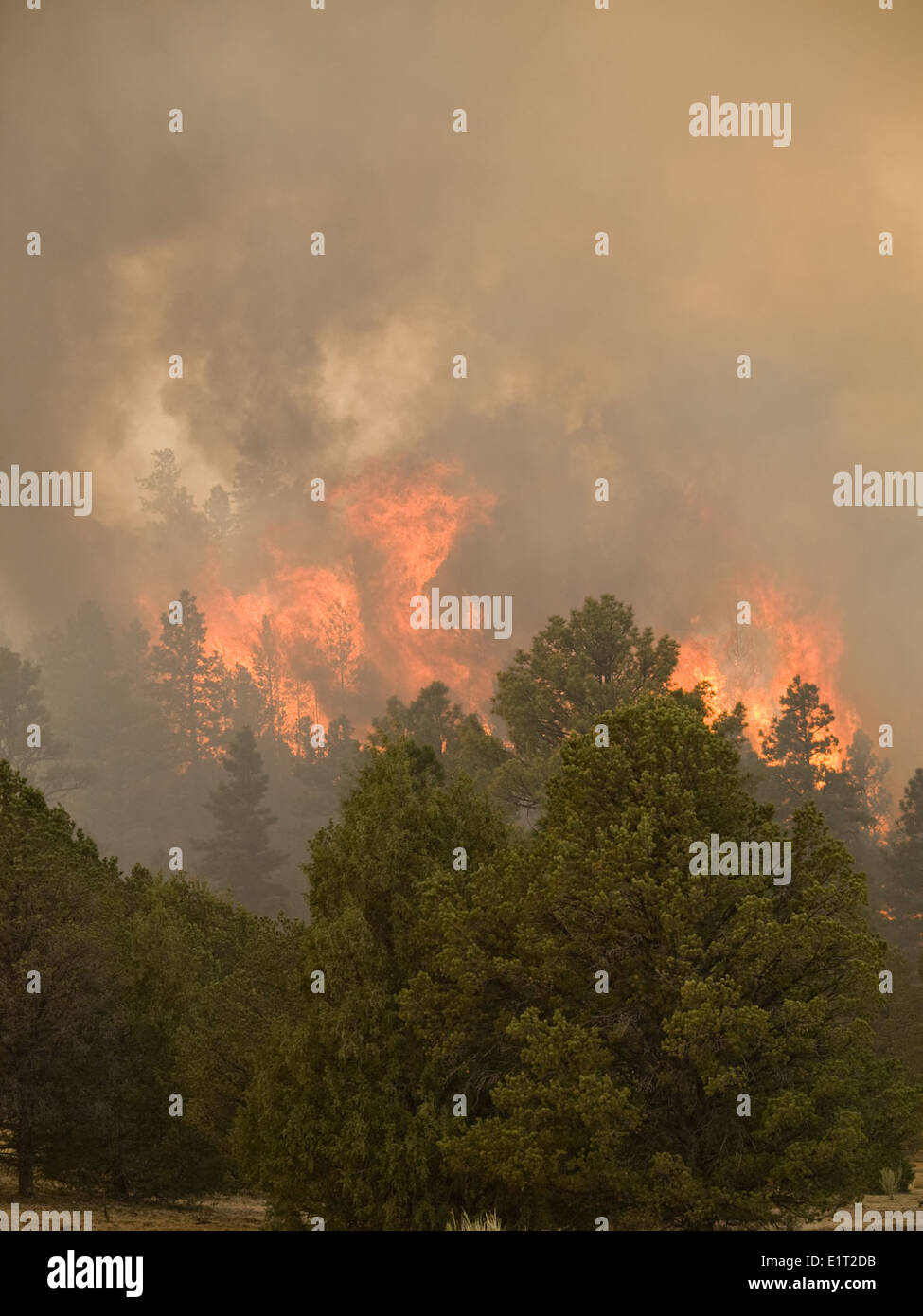 The Wallow Fire in the Apache-Sitgreaves National Forest of Arizona ...