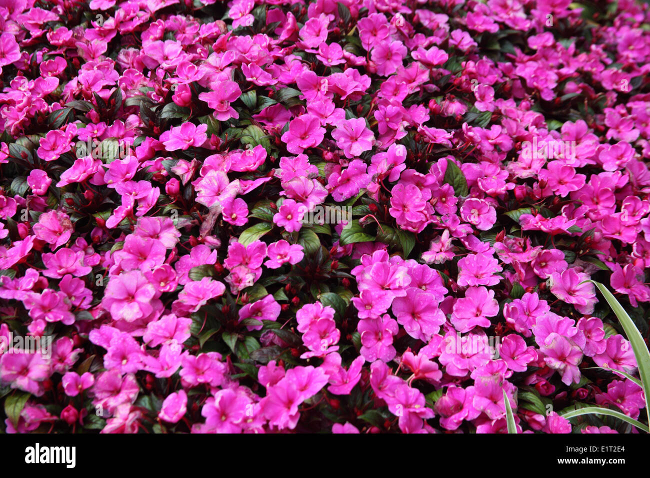Impatiens walleriana hi-res stock photography and images - Alamy