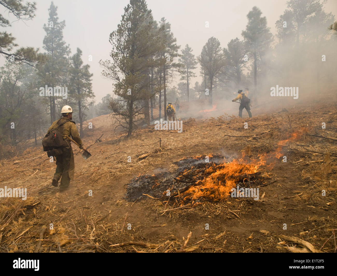 A photo taken in 2011 at Apache-Sitgreaves National Forest showing the ...