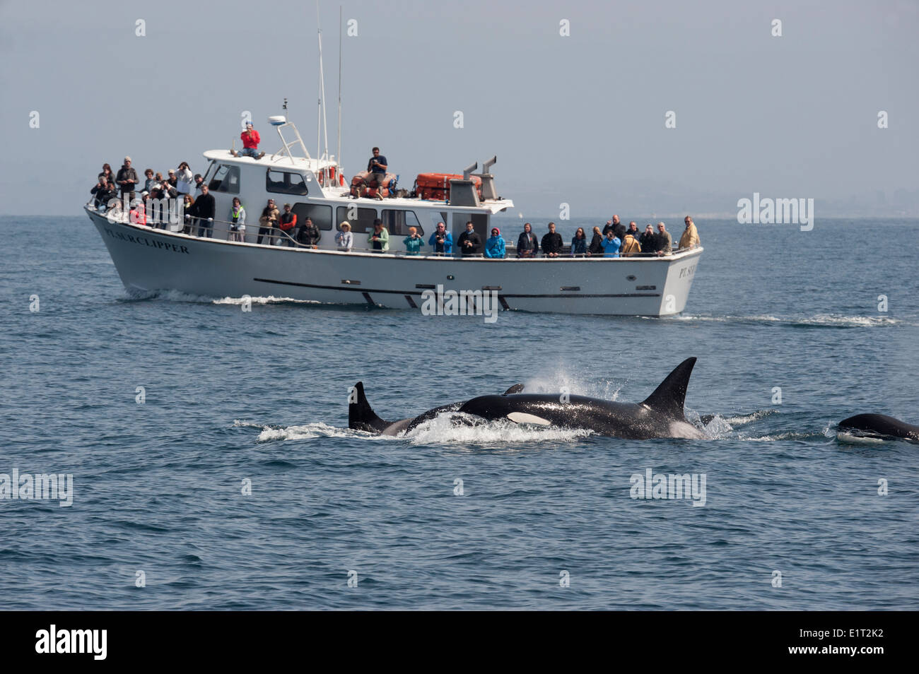 Killer whale tail hi-res stock photography and images - Alamy
